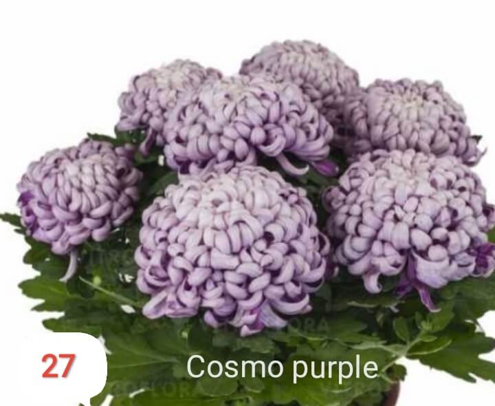 Хризантема cosmo purple – разсад – cvetendom.com