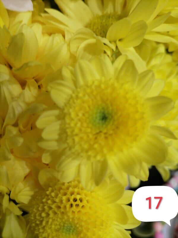 Хризантема edelweiss yellow – разсад – cvetendom.com