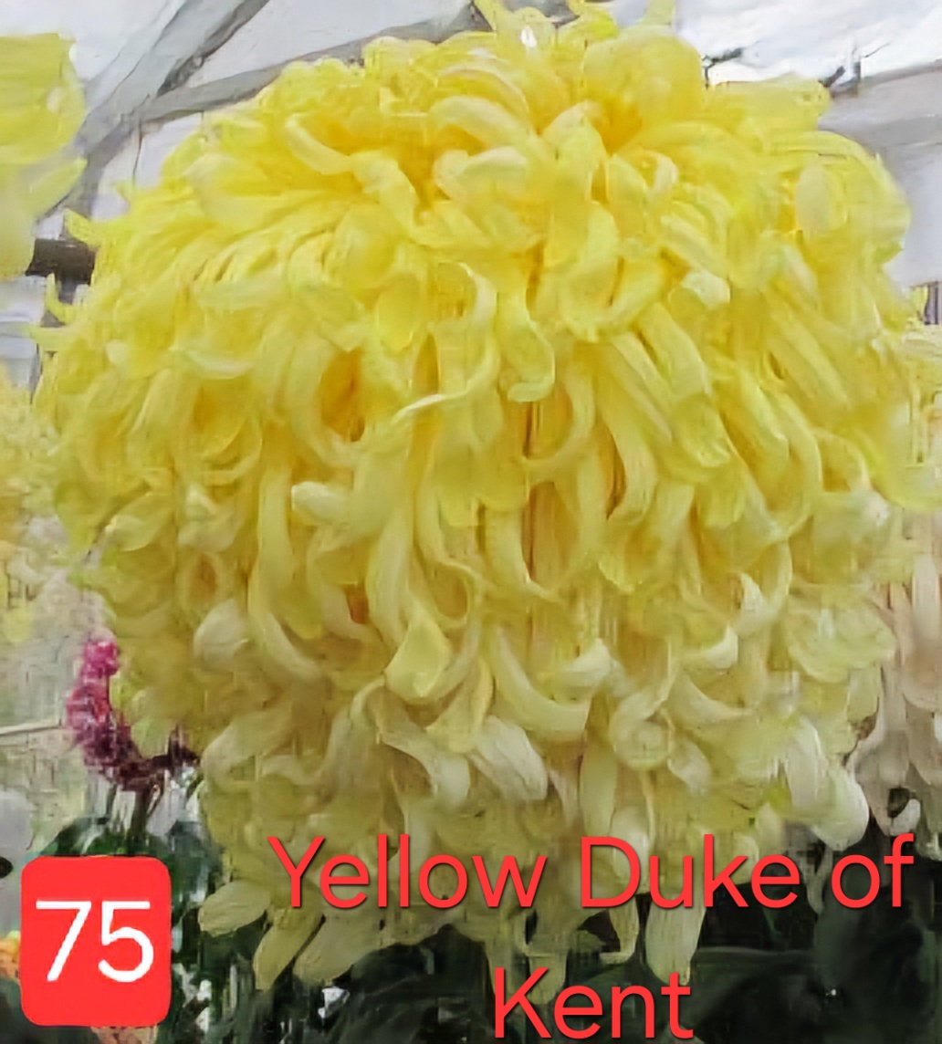 Хризантема Yellow Duke of Kent – разсад – cvetendom.com