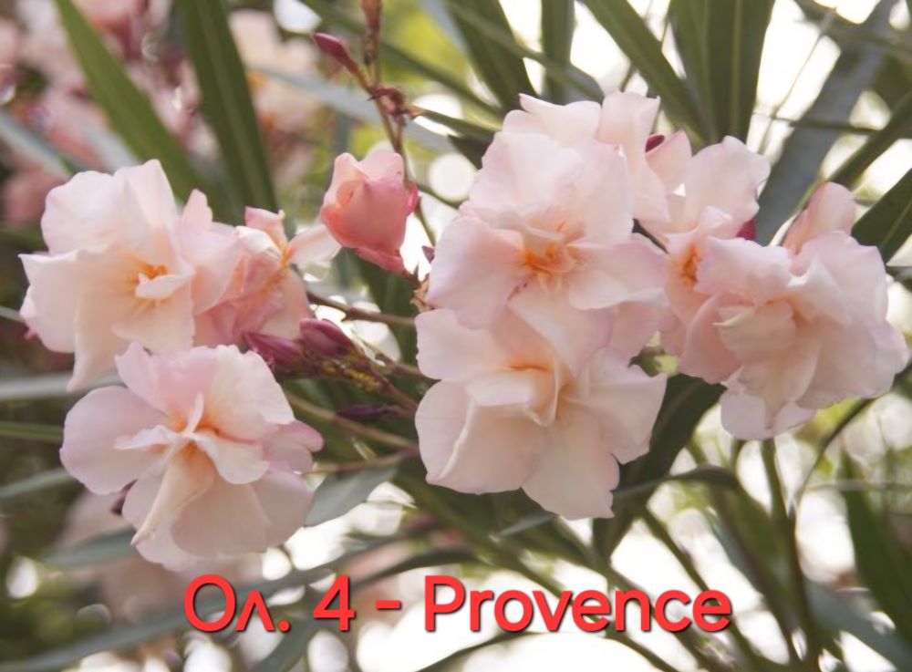 Олеандър прасковен цвят (Зокум) Прованс Oleander Provence – cvetendom.com