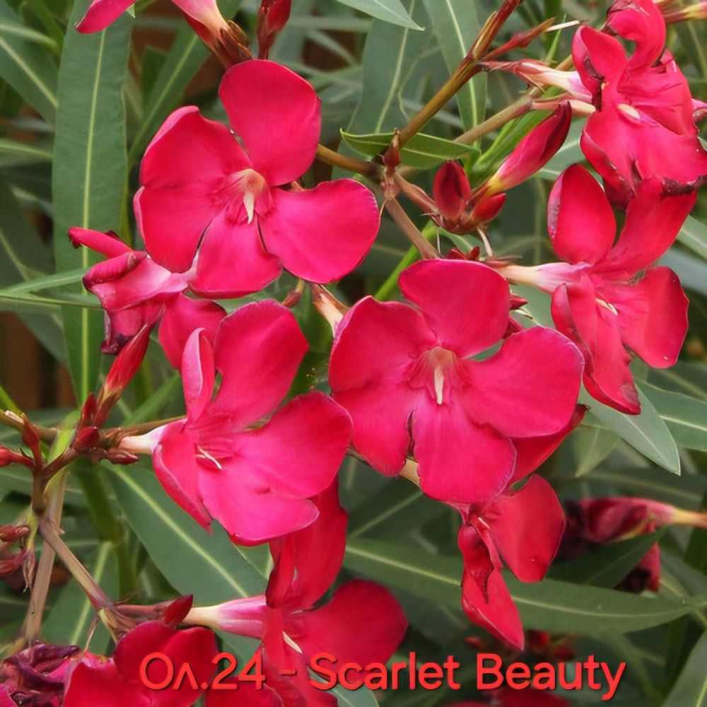 Олеандър червен, ароматен (Зокум) Oleander Scarlet Beauty – cvetendom.com