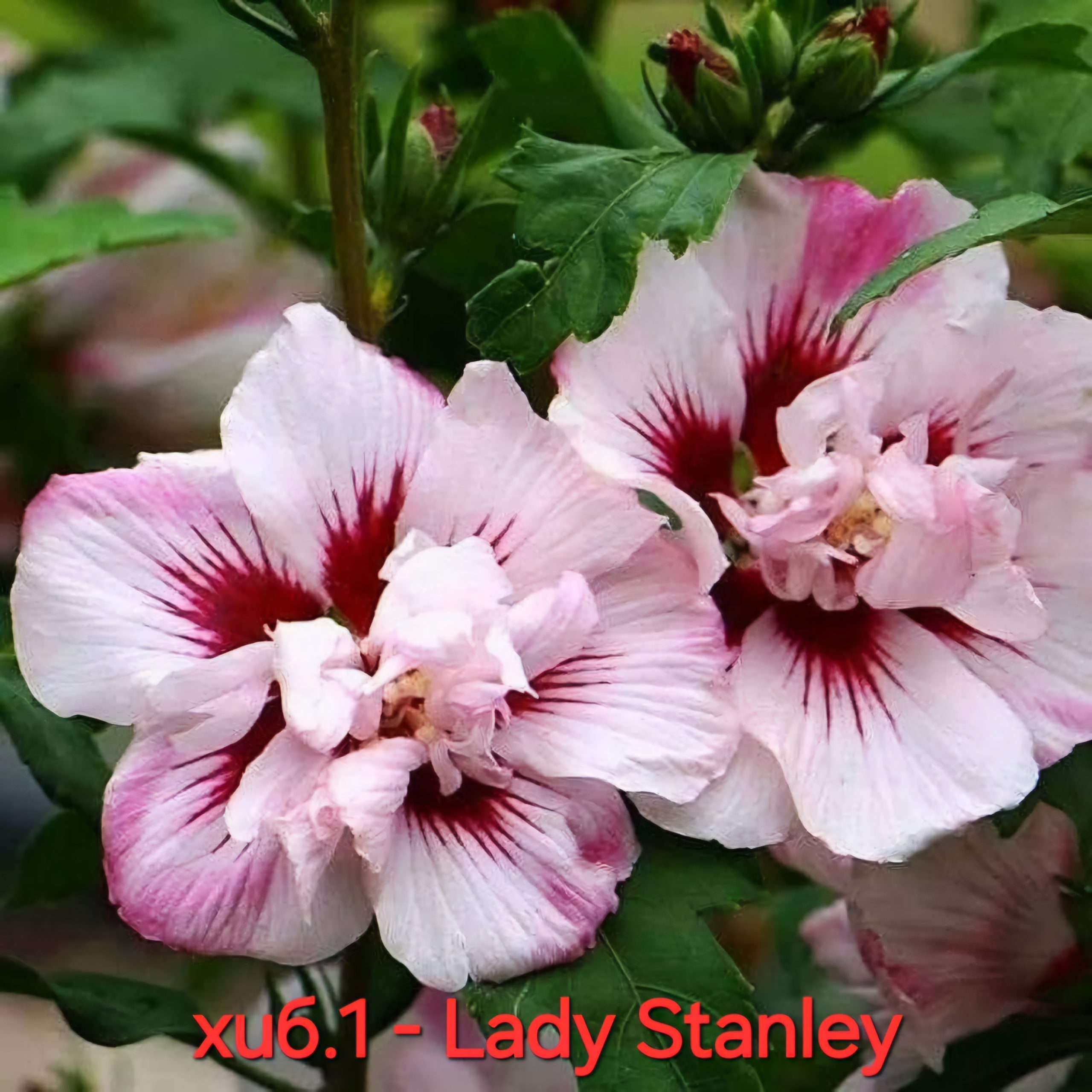 Студоусточив Хибискус Hibiscus Lady Stanley – cvetendom.com