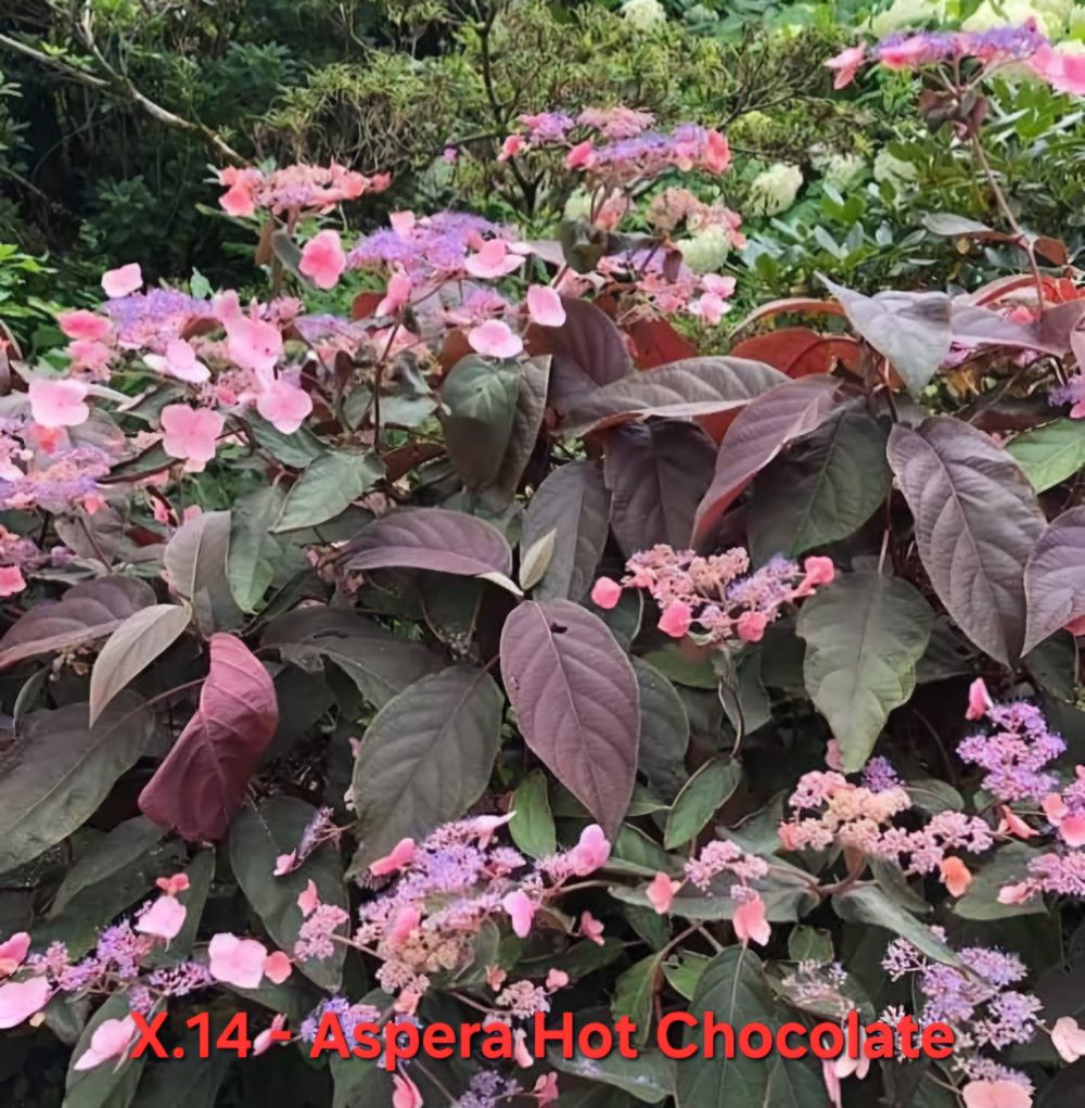 Студоустойчива хортензия горещ шоколад Hydrangea macrophylla Aspera Hot ...